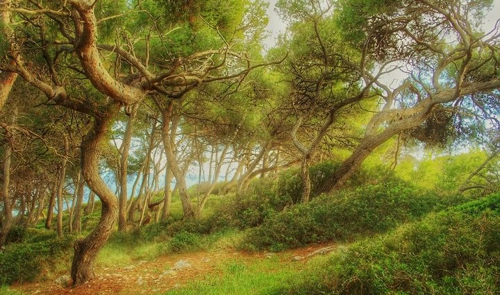 Camping "Mala - Milna" Island Hvar